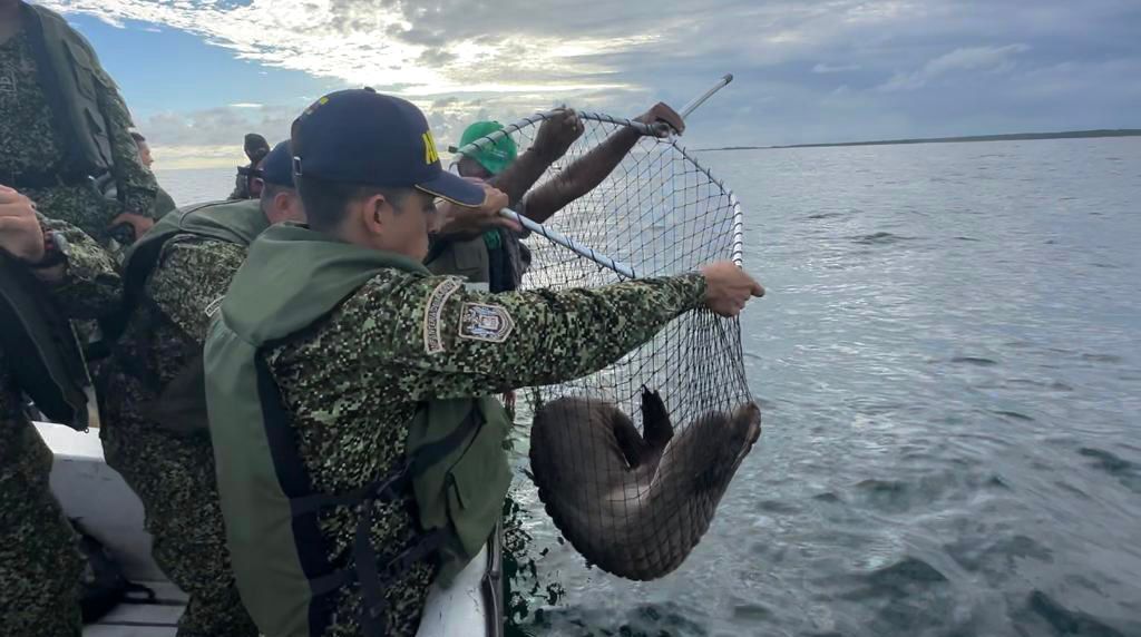 Armada rescató a un lobo fino de galápagos y 13 tortugas en el Pacífico ...