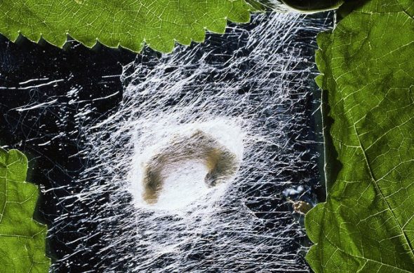 Gusanos de seda producen tela de araña 6 veces más resistente que fibra ...